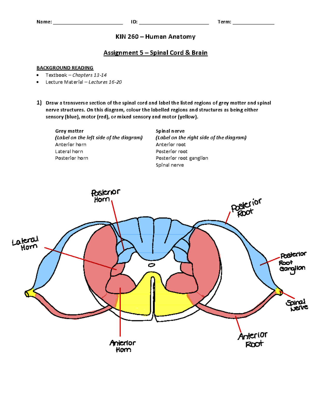 Human Anatomy Assignment 5: Spinal Cord and Brain - Studocu