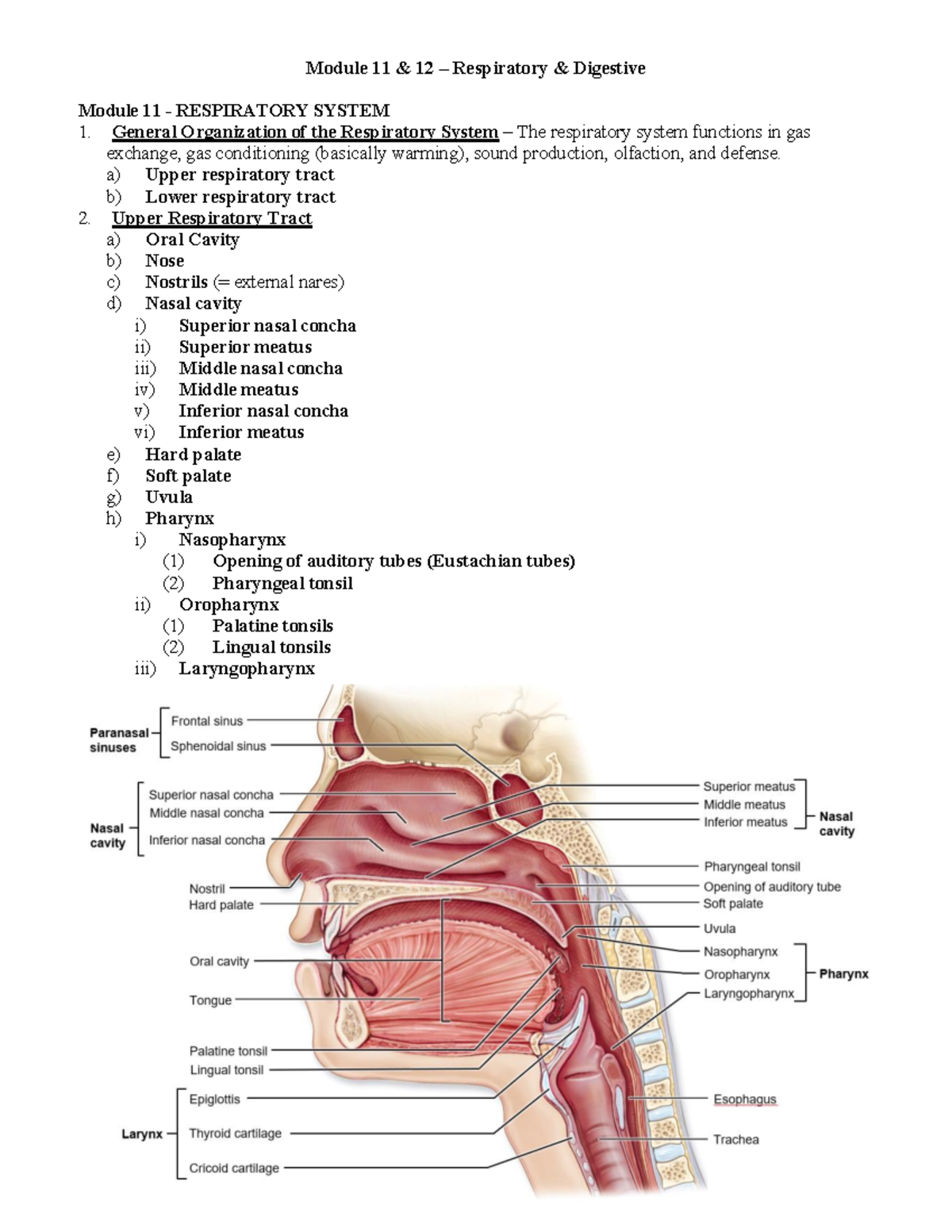 Module 12 Respiratory&Digestive Spr22 - Module 11 & 12 – Respiratory ...
