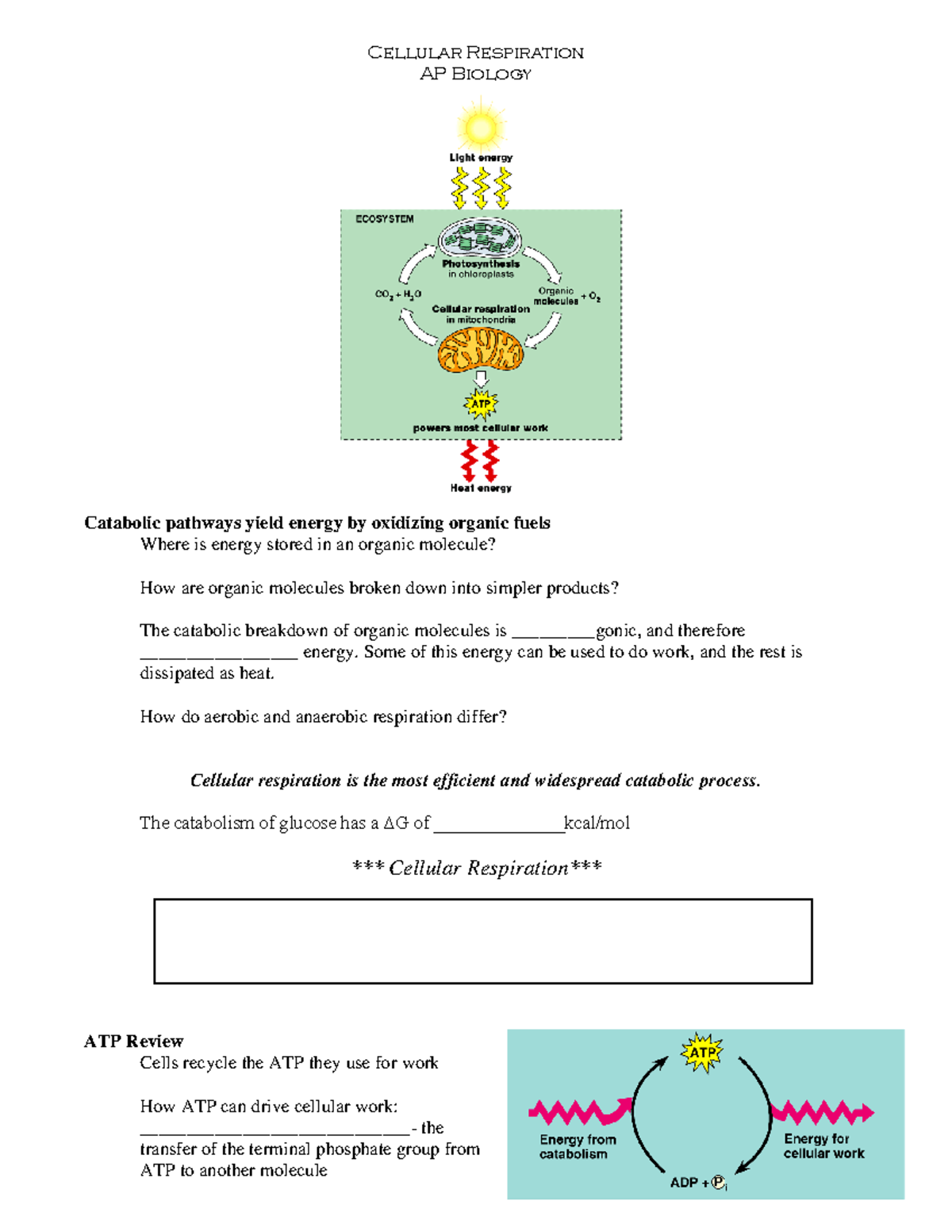 cellular respiration - Cellular Respiration AP Biology Catabolic ...