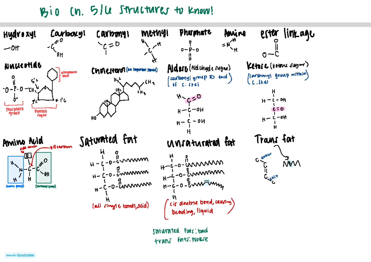 Bio 1305 Ch 5/6 structures to know - Bio (n. 5/le Structures toknow ...