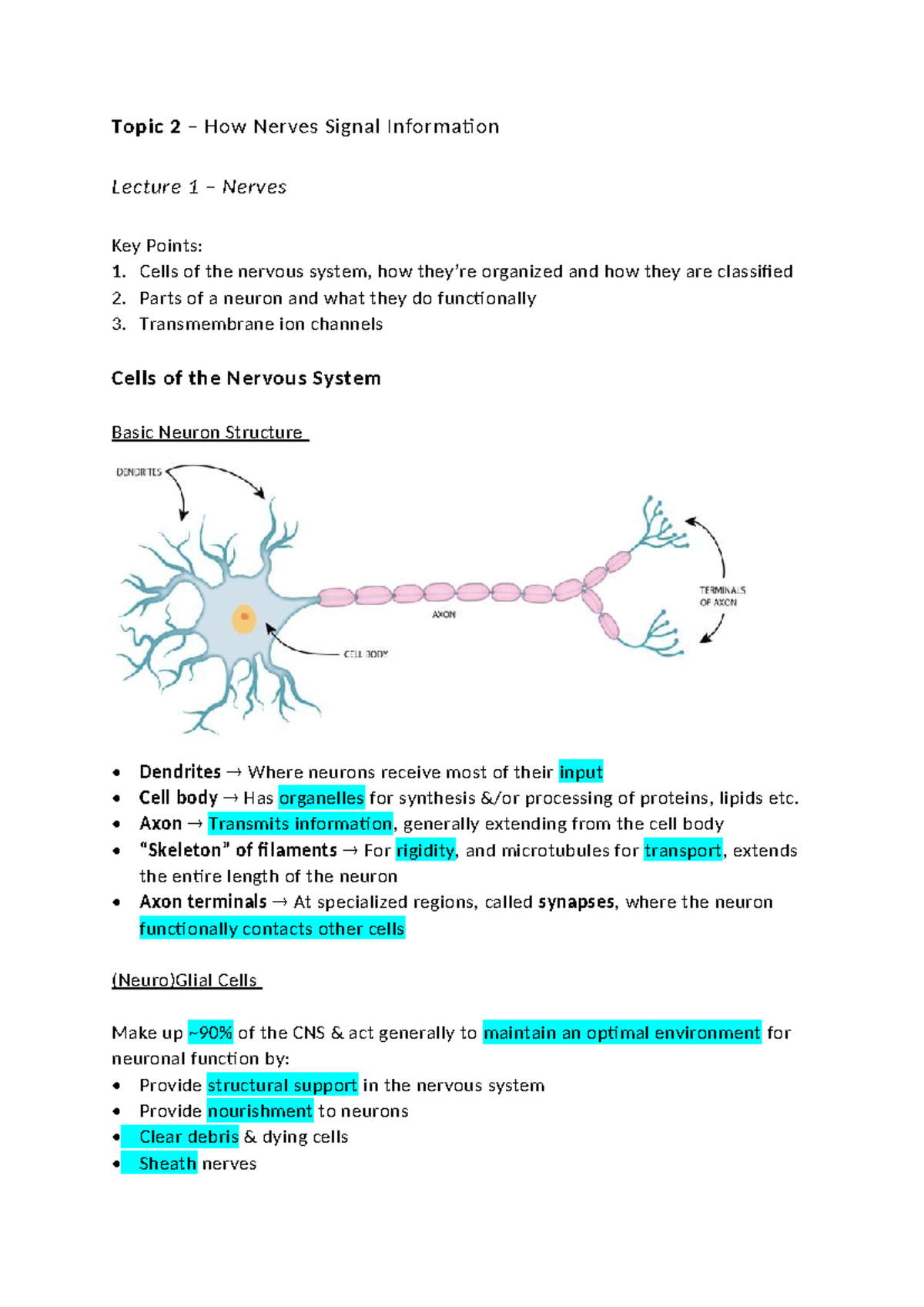 Topic 2 - How Nerves Signal Information copy - Topic 2 – How Nerves ...