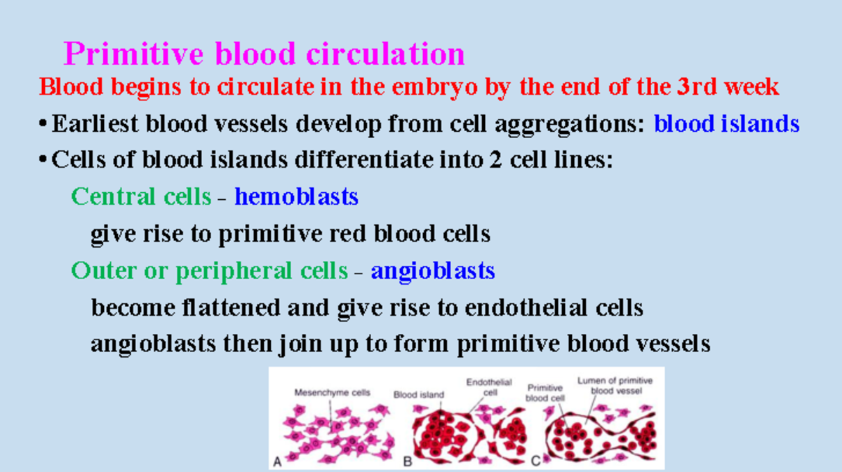 CVS-embyriology-L5 - Gftyhh - Primitive blood circulation Blood begins ...