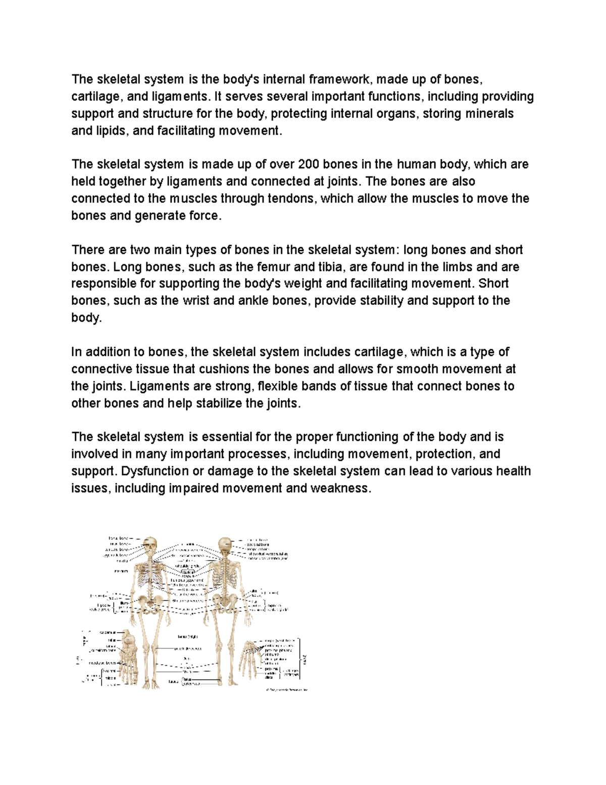 Skeletal system - The skeletal system is the body's internal framework ...