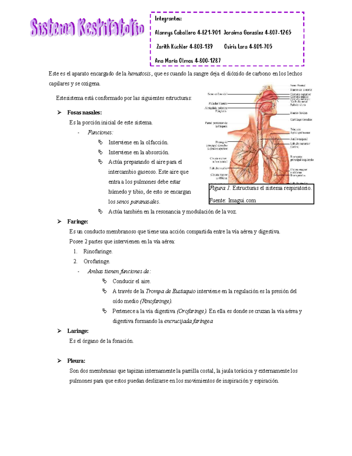 Resumen del Sistema Respiratorio - Warning: TT: undefined function: 32 Este es el aparato ...