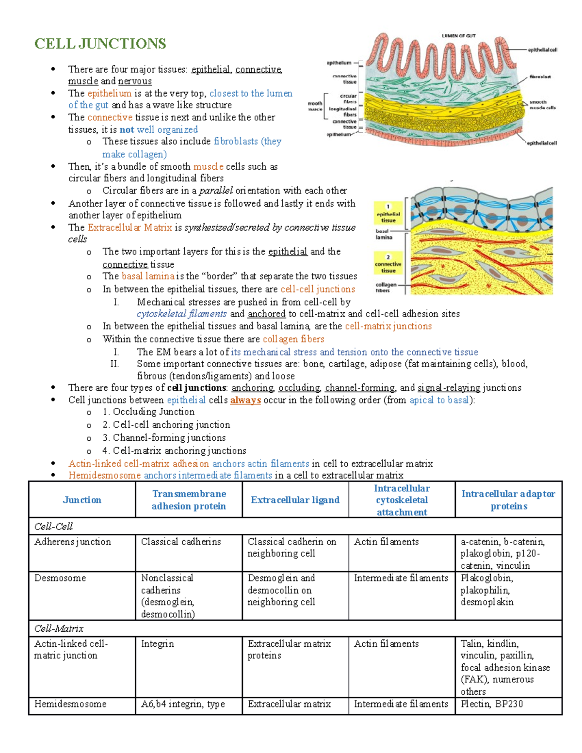 Cell Junctions in Tissues: Types and Functions - Studocu
