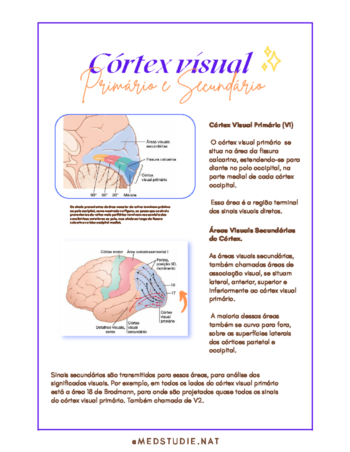 Córtex visual - Medicina neurologia - Córtex visual Primário e ...