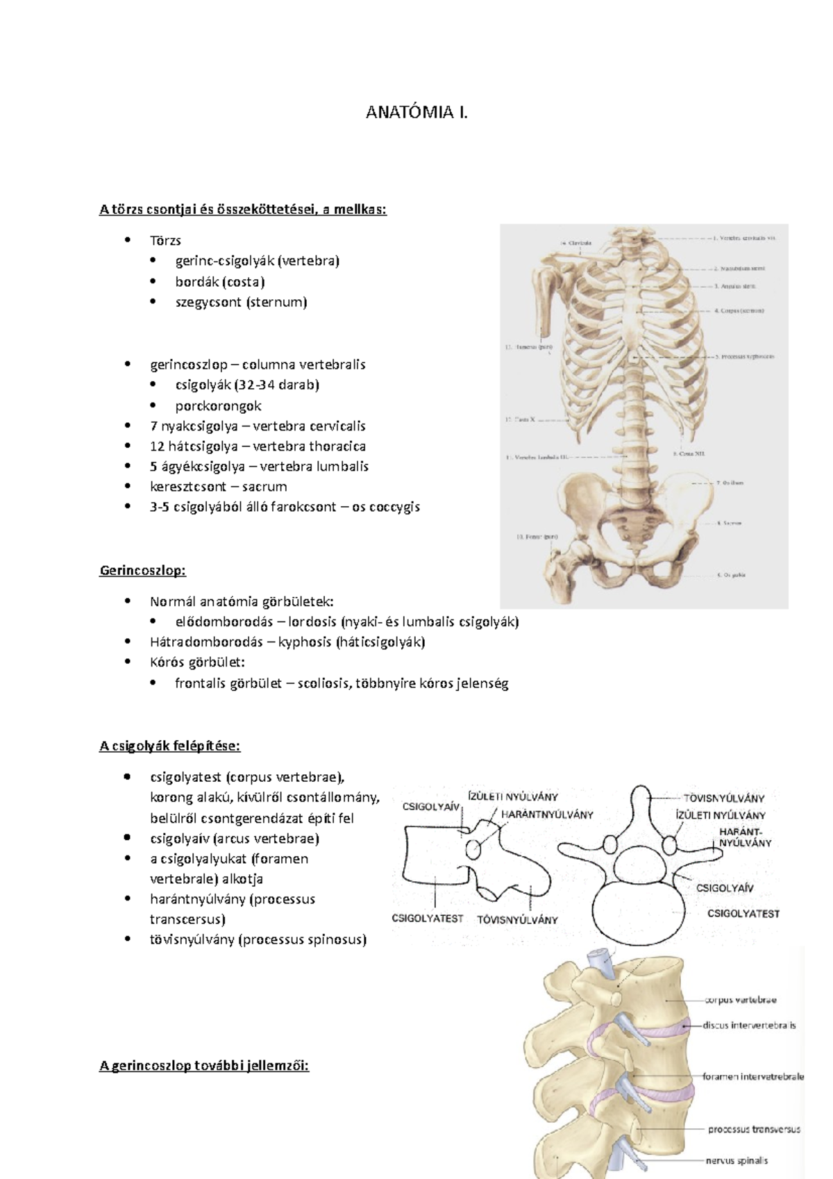 Anatómia I. - törzs - anat - ANATÓMIA I. A törzs csontjai és ...