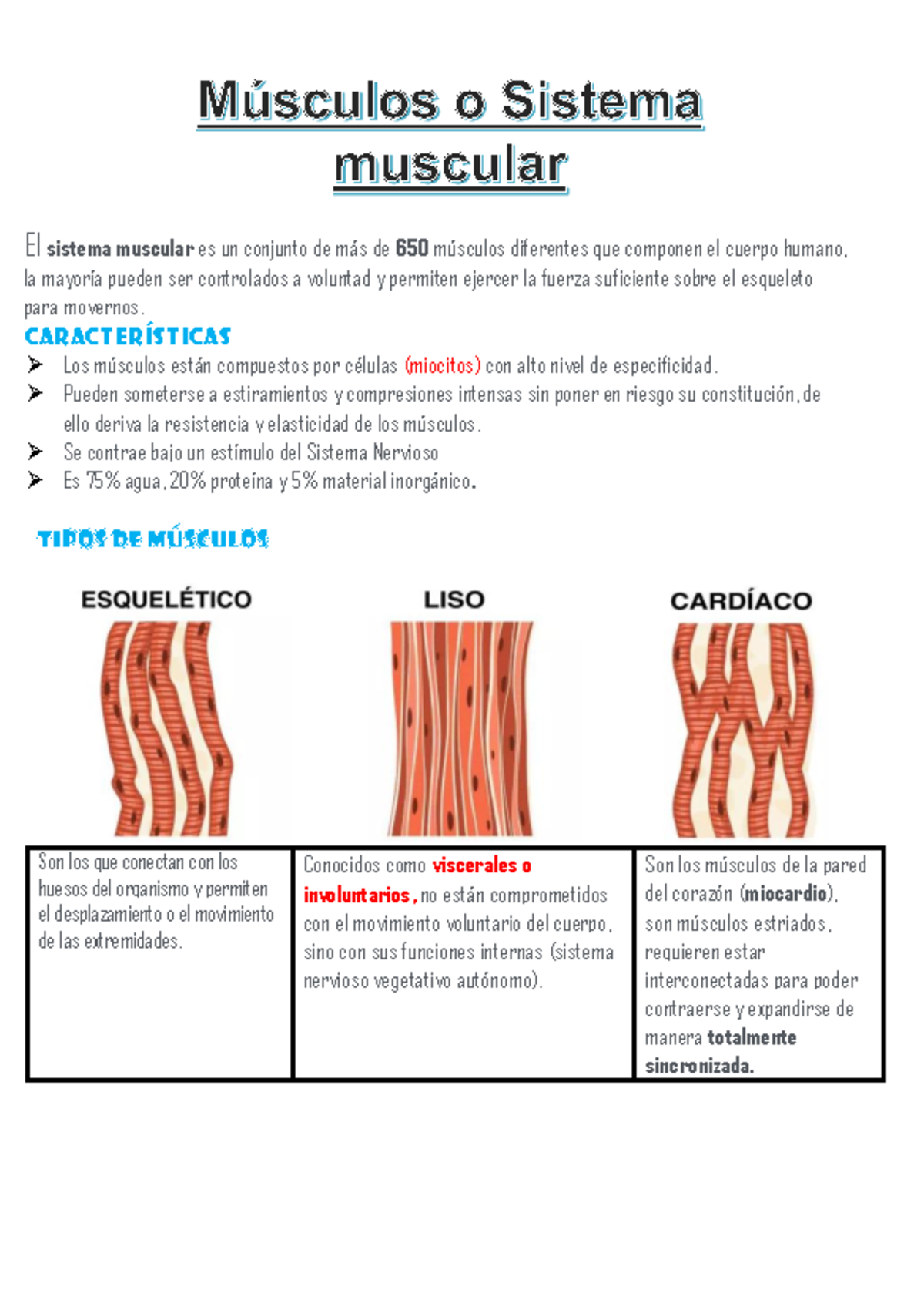 Músculos o Sistema muscular - El sistema muscular es un conjunto de más ...