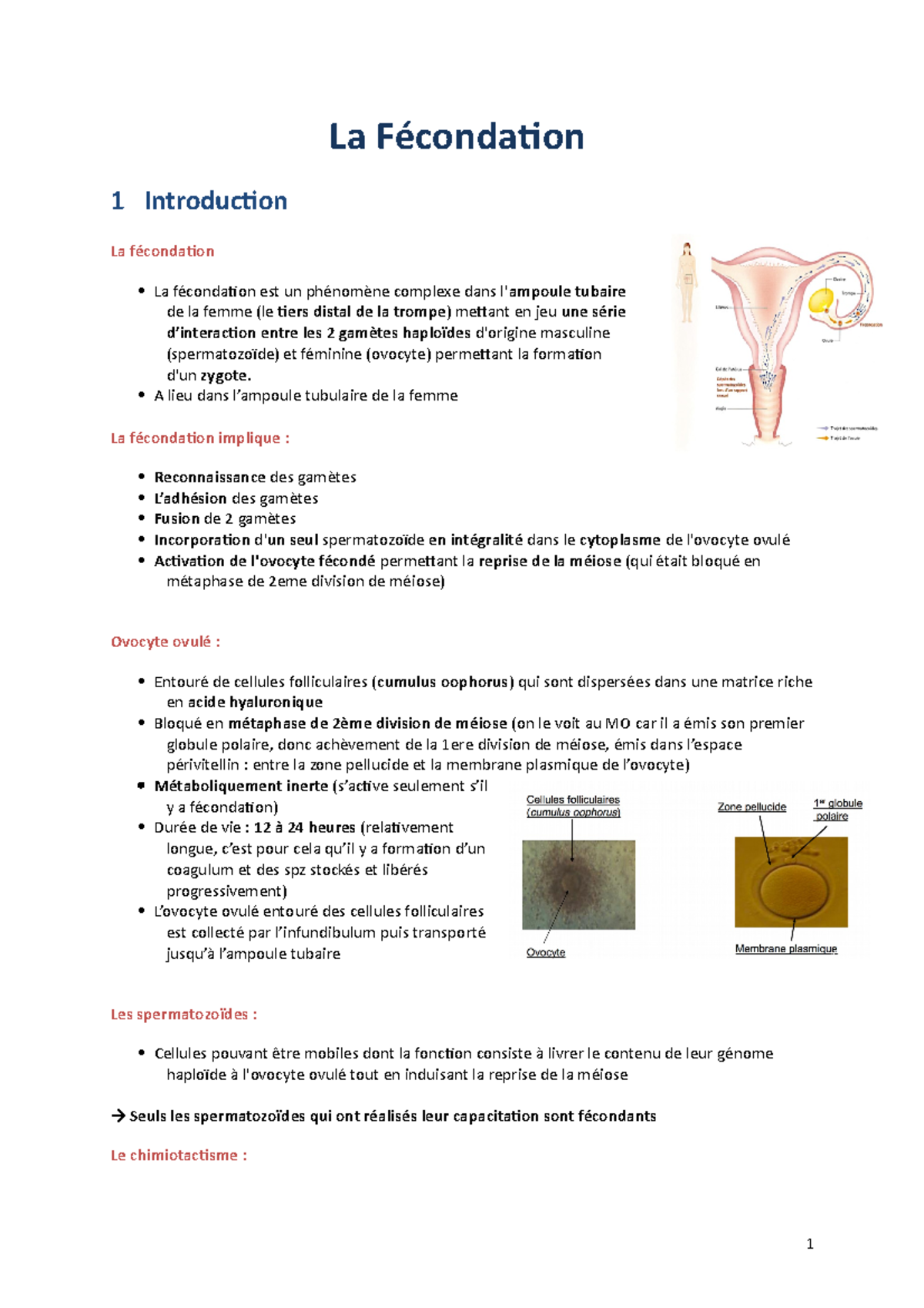 5- La Fécondation - La Fécondation 1 Introduction La fécondation La ...