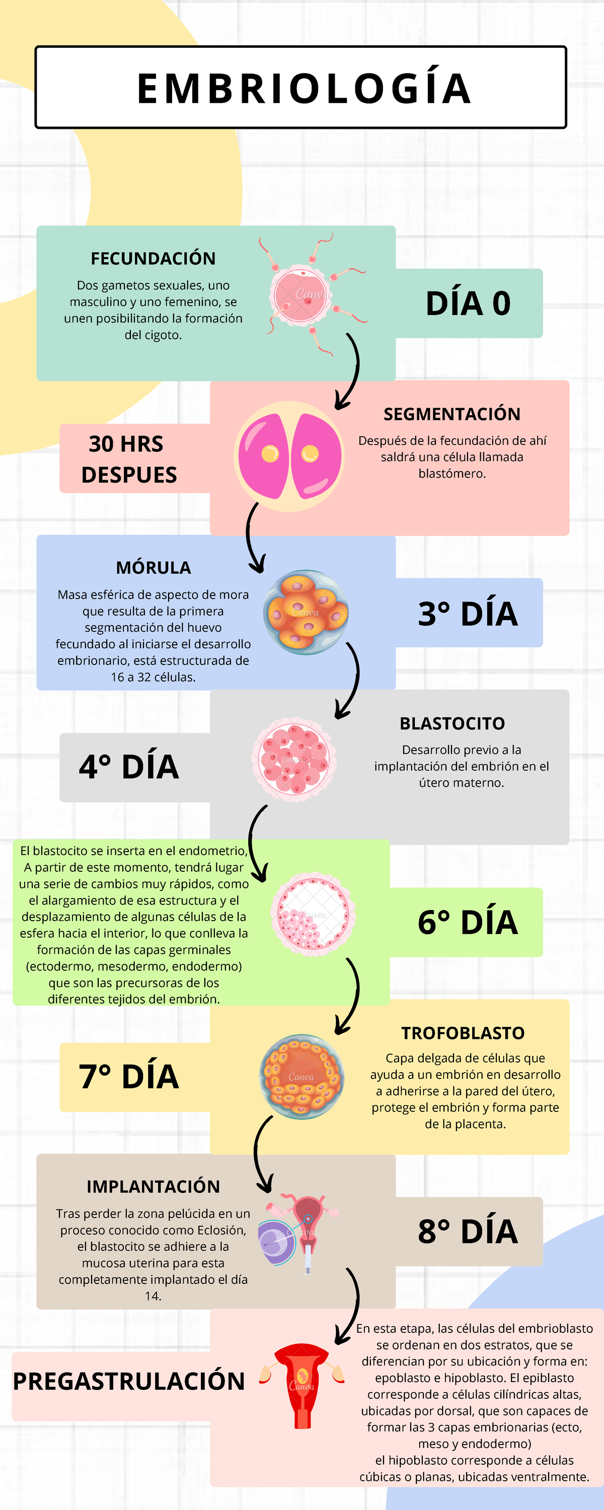 Línea de tiempo del desarrollo de la ontogenia - FECUNDACIÓN Dos ...