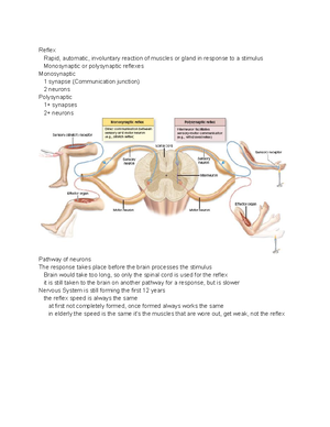 Anatomy- 1025 notes - Autonomic Nervous System (ANS) autonmatic motor ...