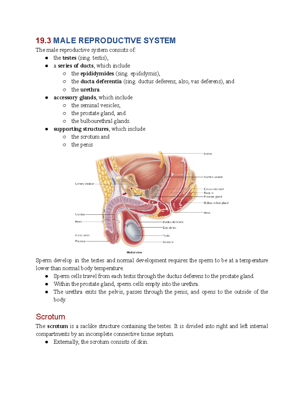 C19-Reporductive-System - 19 MALE REPRODUCTIVE SYSTEM The male reproductive system consists of ...