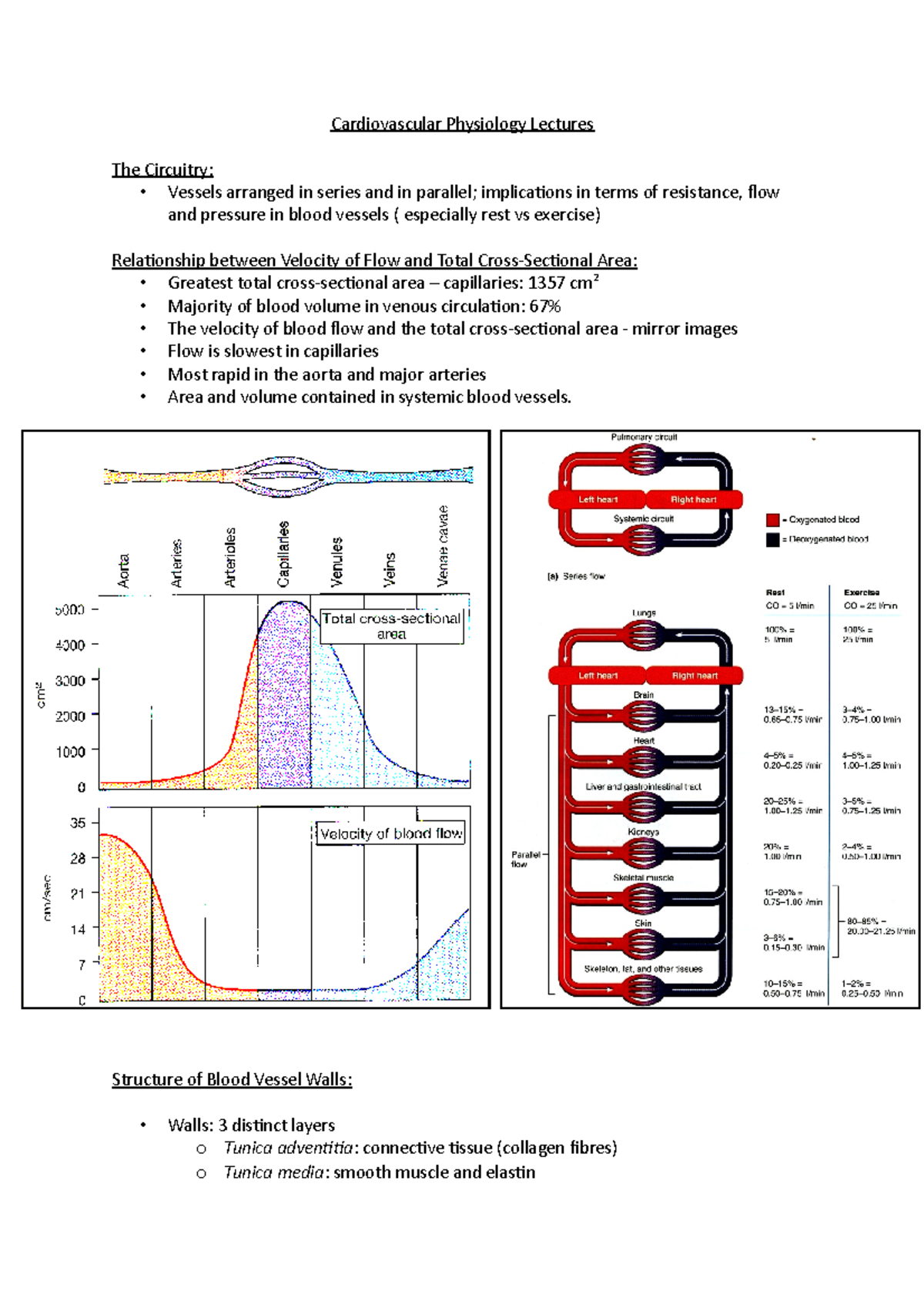 Systemic Circulation - Cardiovascular Physiology Lectures The Circuitry ...