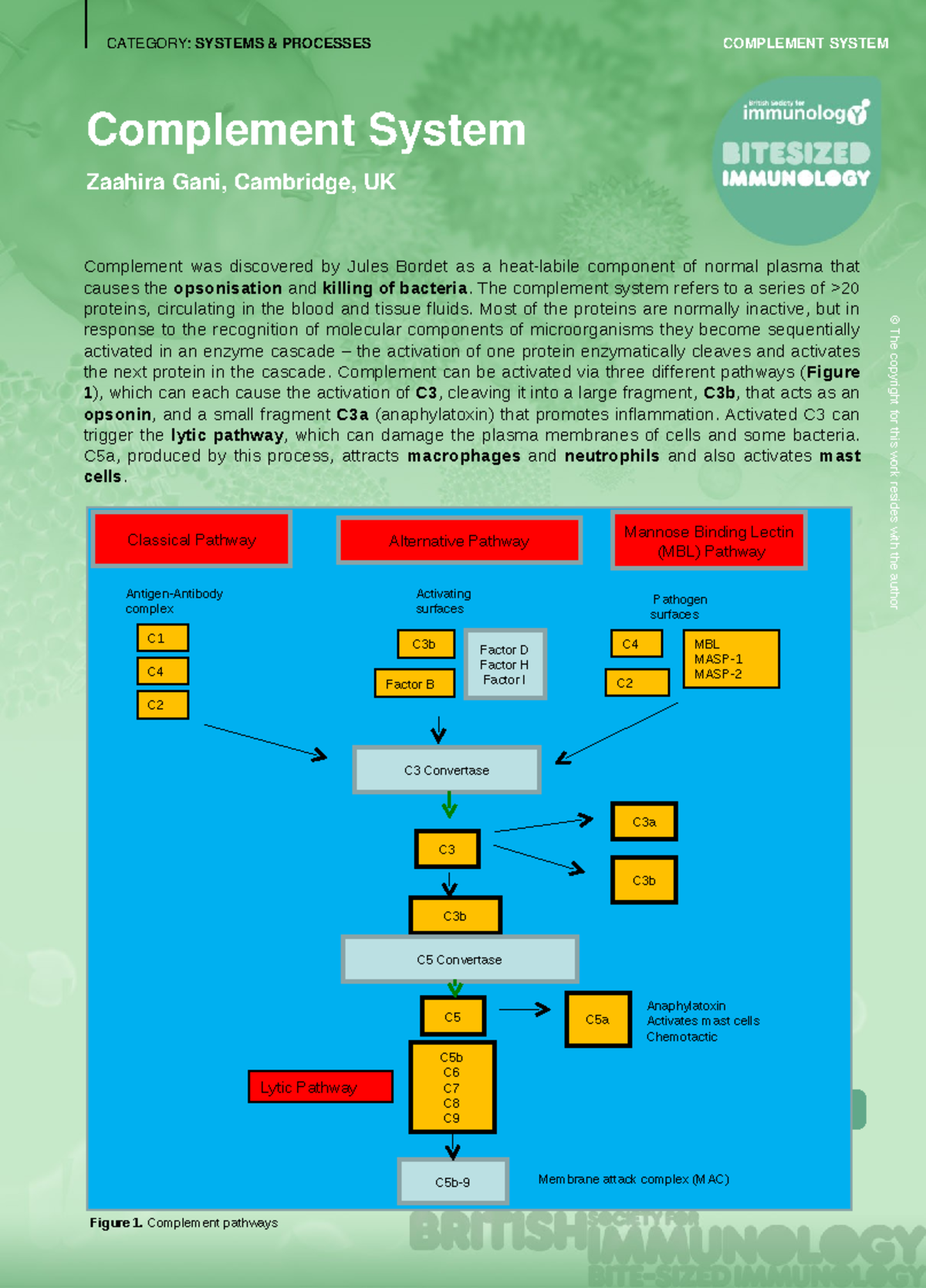 Complement system - CATEGORY: SYSTEMS & PROCESSES Complement System ...