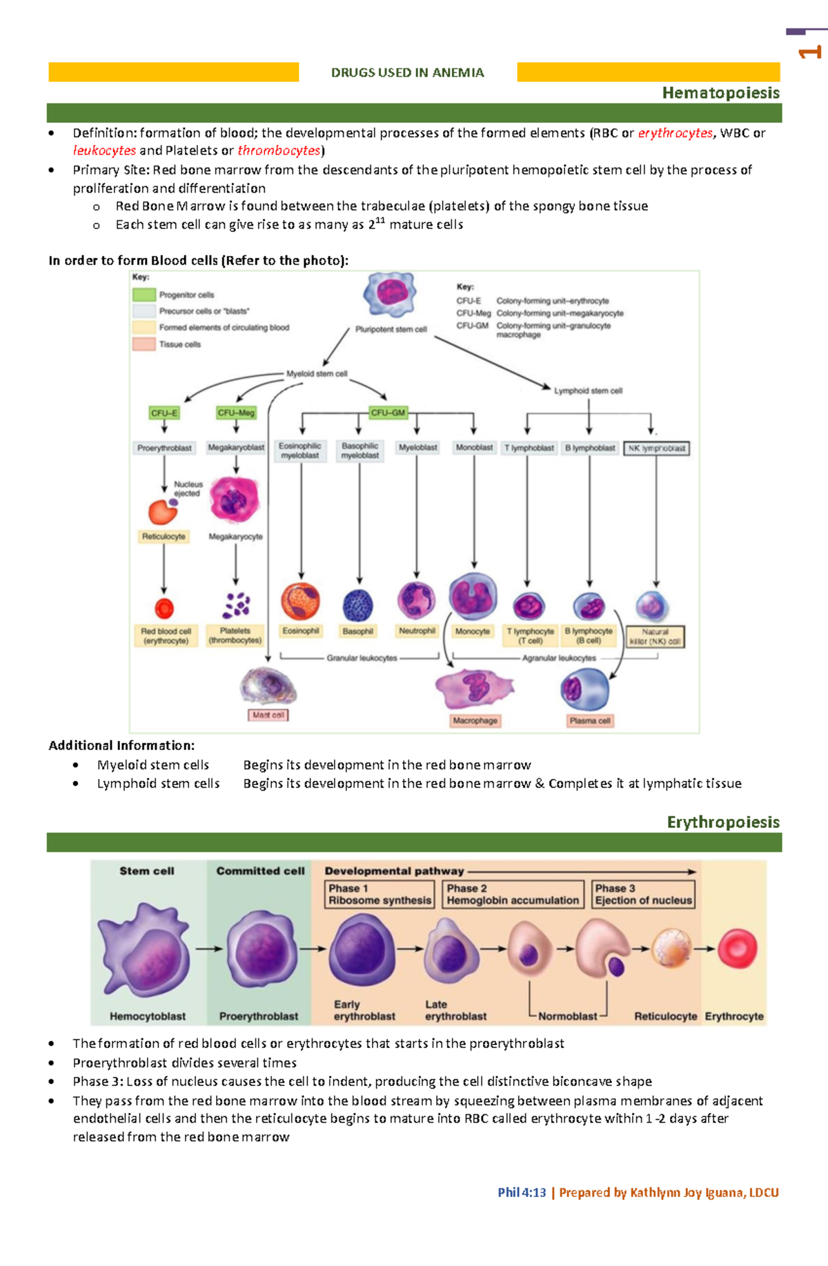 PCOL Lec Anemia to Antithyroid Drugs - Hematopoiesis Definition ...