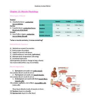 Anatomy Lab Practical 2 Notes - Lab 5: Articulations Articulations to ...