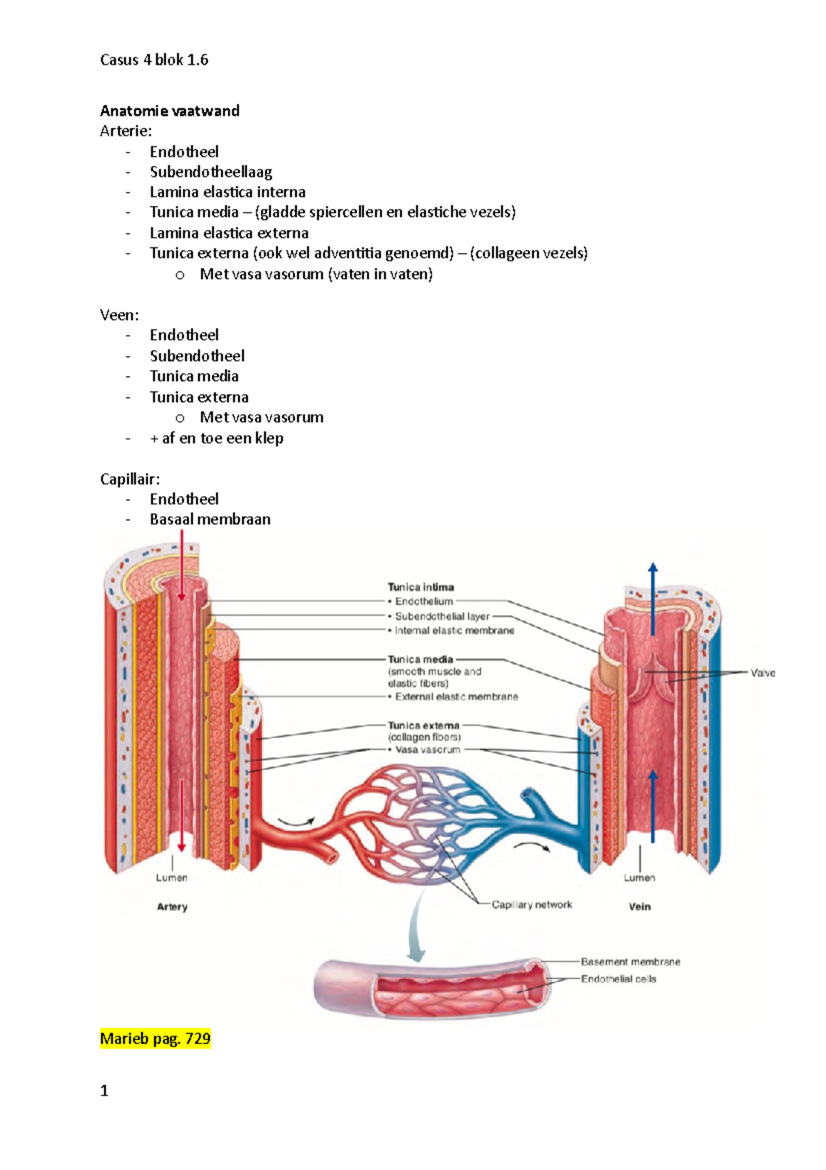 Casus 4 blok 1 - case4 - Anatomie vaatwand Arterie: - Endotheel ...