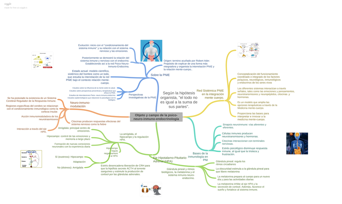 Hherrera Mapa mental objeto y campo de la psico-neuro-inmuno ...