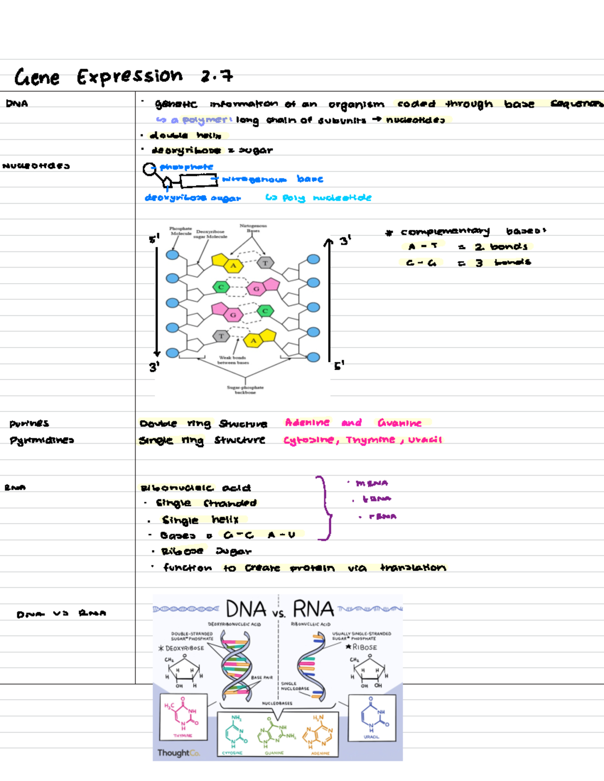 Cornell notes on 2.7 gene expression - Gene Expression 2. 7 DNA ...