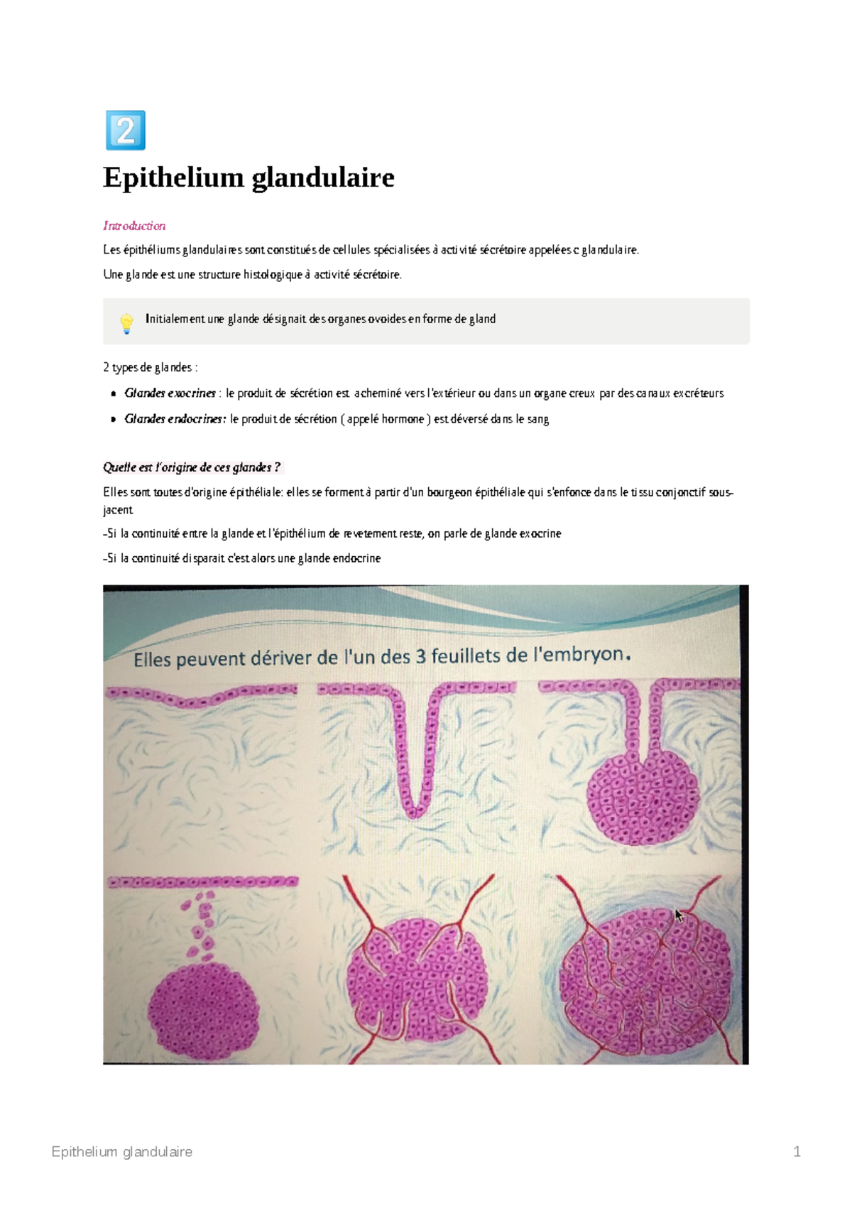 Cours :Epithelium glandulaire - 󾠯 Epithelium glandulaire Introduction ...