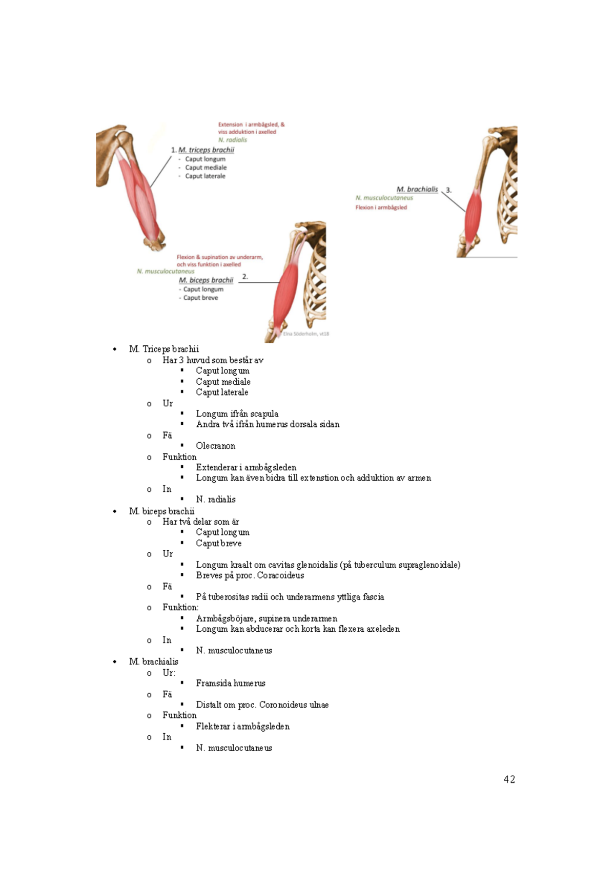 Armens muskler - anatomi - x M. Triceps brachii o Har 3 huvud som ...
