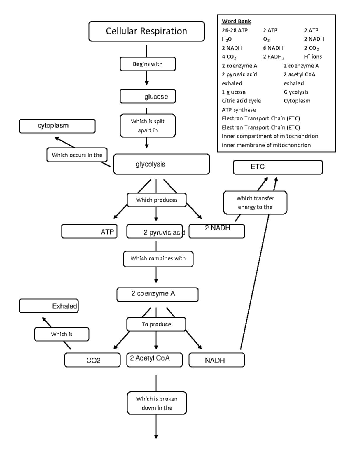 Respiration Concept Map re done - Cellular Respiration Begins with ...
