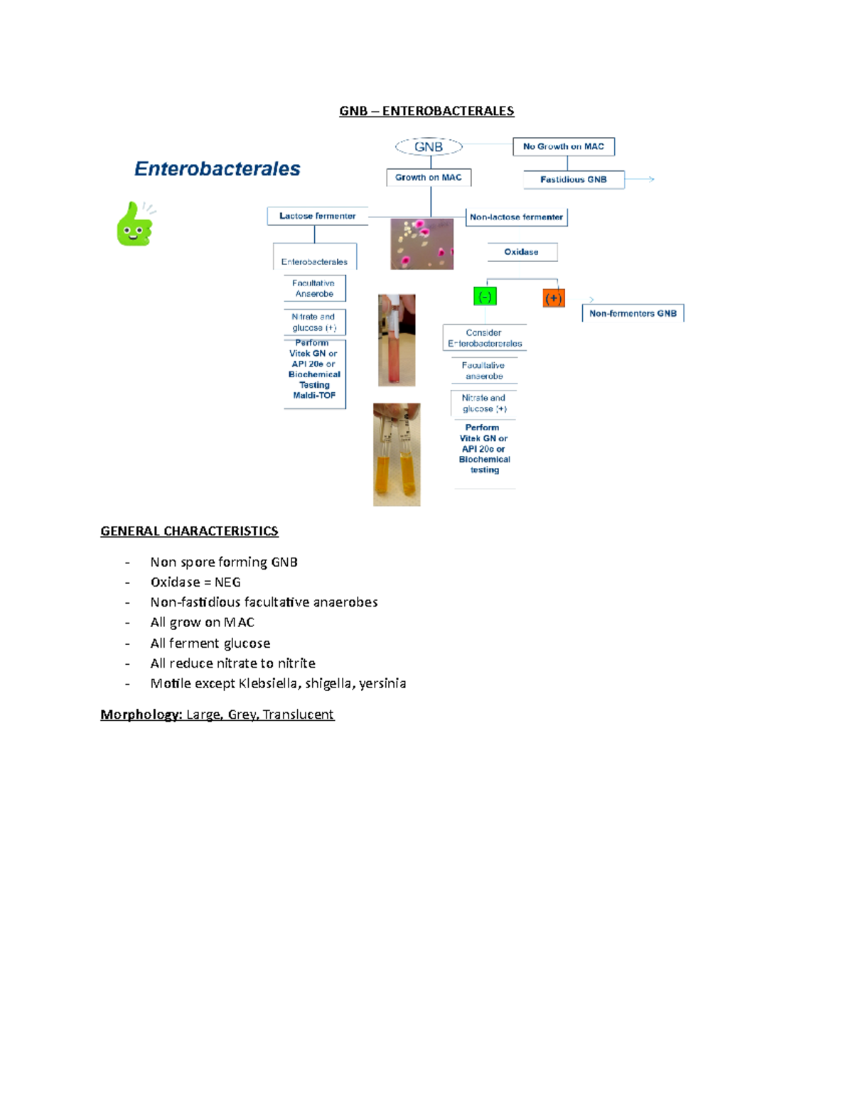 (9) GNB - Enterobacterales - GNB – ENTEROBACTERALES GENERAL ...