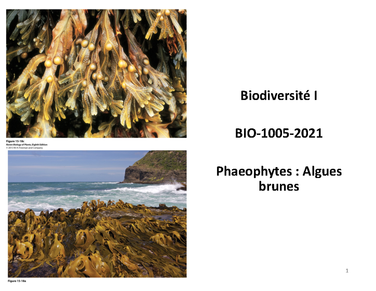 Cours 8-Phaeophytes-Villarreal 2021 - ####### Biodiversité I ...