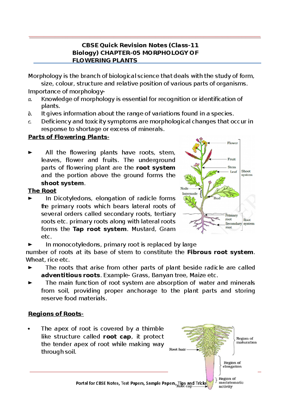 11 biology notes ch05 morphology of flowering plants - CBSE Quick ...