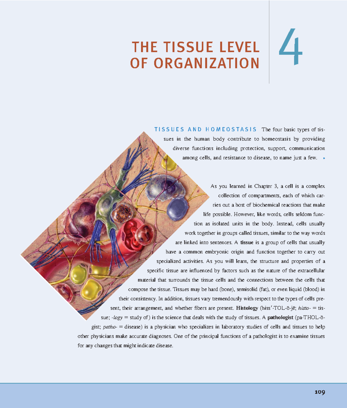 Tissue from Human anatomy and physiology - THE TISSUE LEVEL OF ...