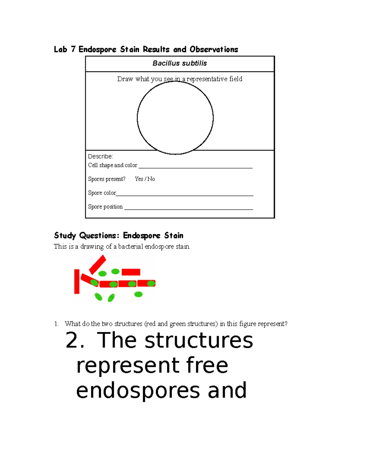Lab 7 Study Questions Endospore - Lab 7 Endospore Stain Results and ...
