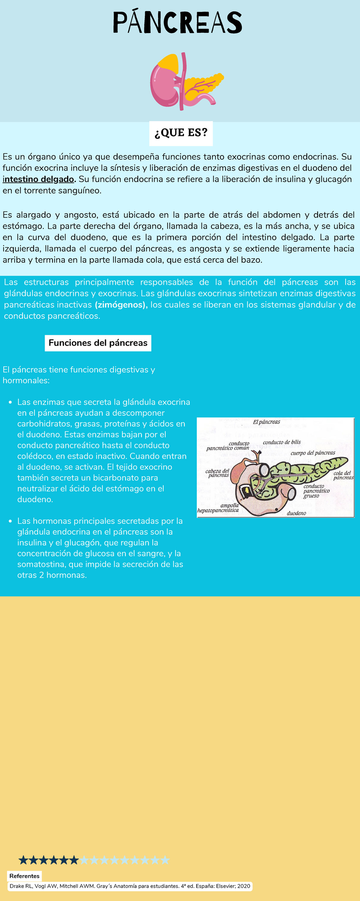 Infografia pancreas - PÁNCREAS ¿QUE ES? Es un órgano único ya que ...