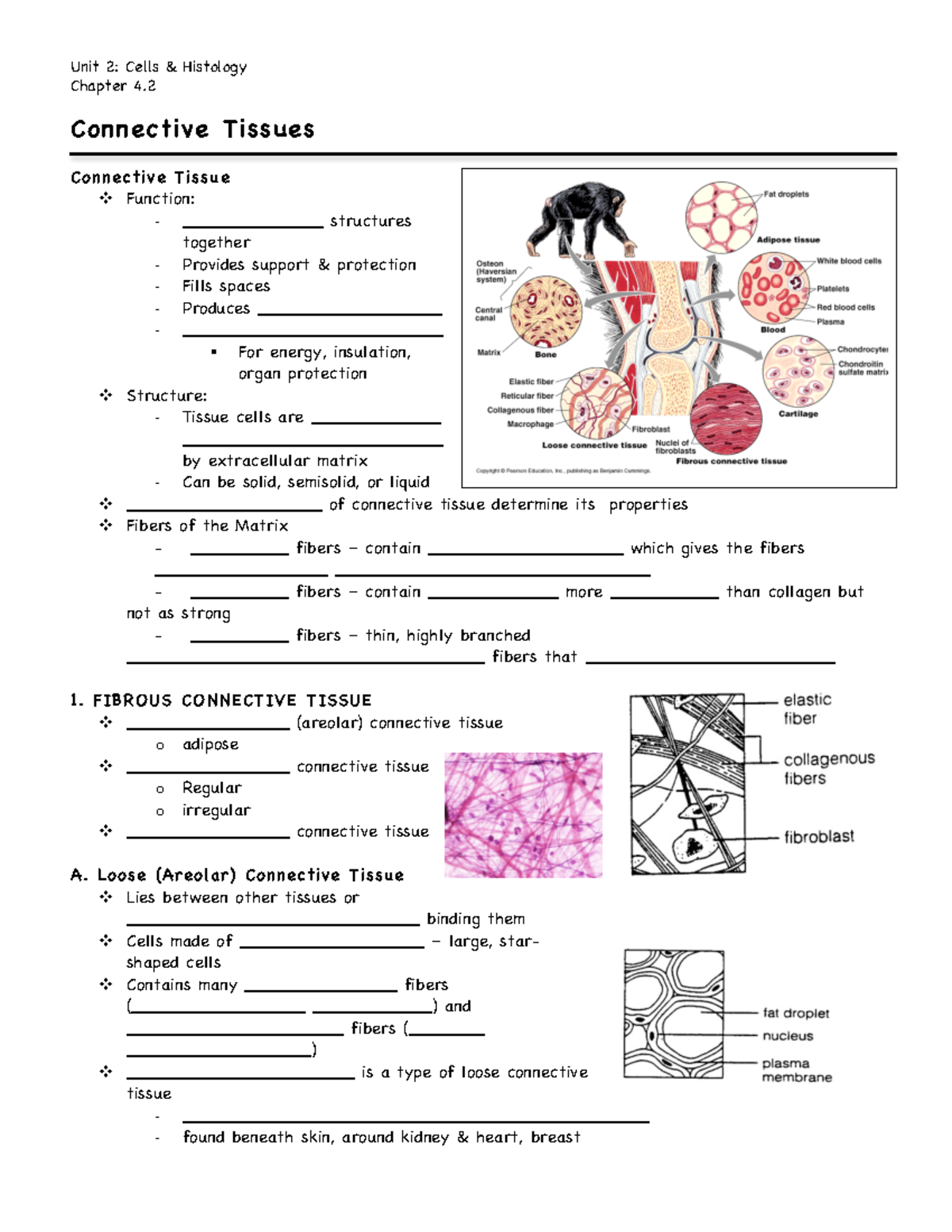 Connective tissue fill-in notes student - Unit 2: Cells & Histology ...