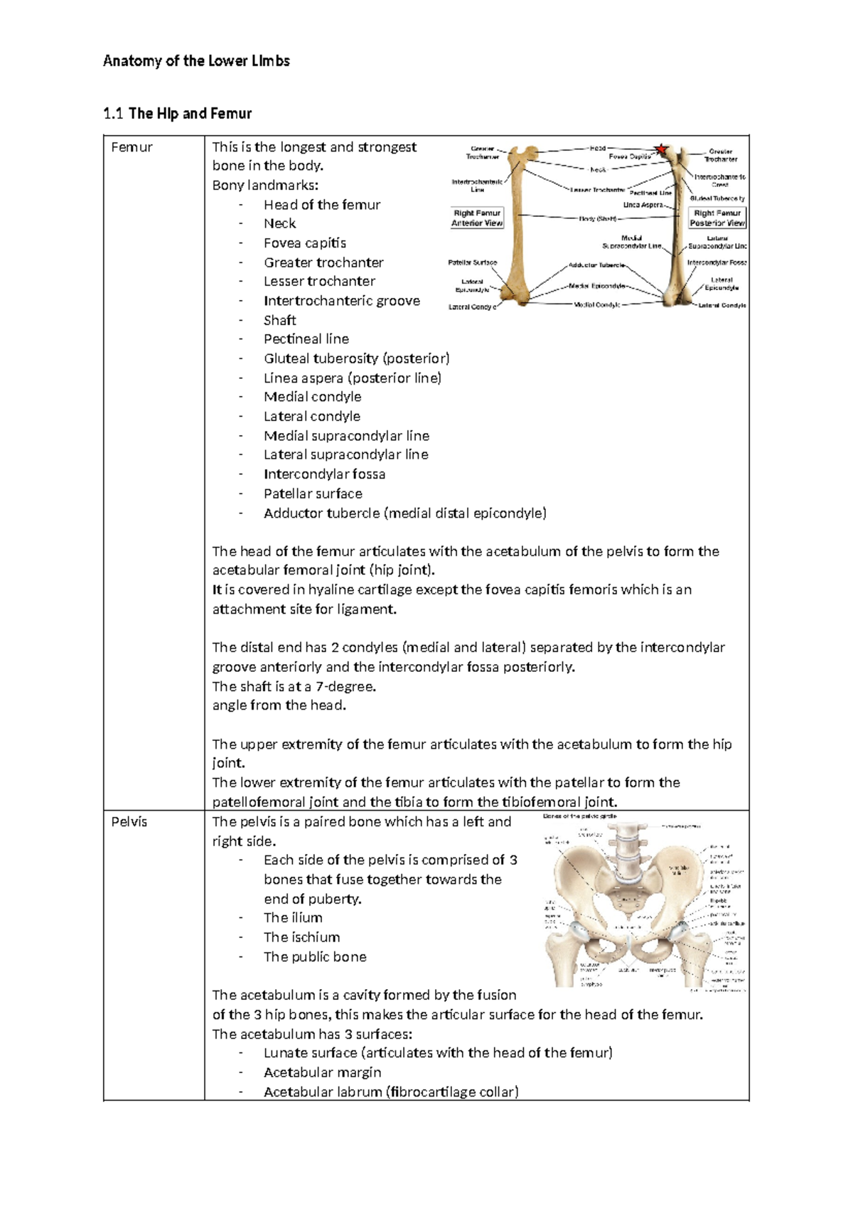 Anatomy of the Lower Limb - 1 The Hip and Femur Femur This is the ...