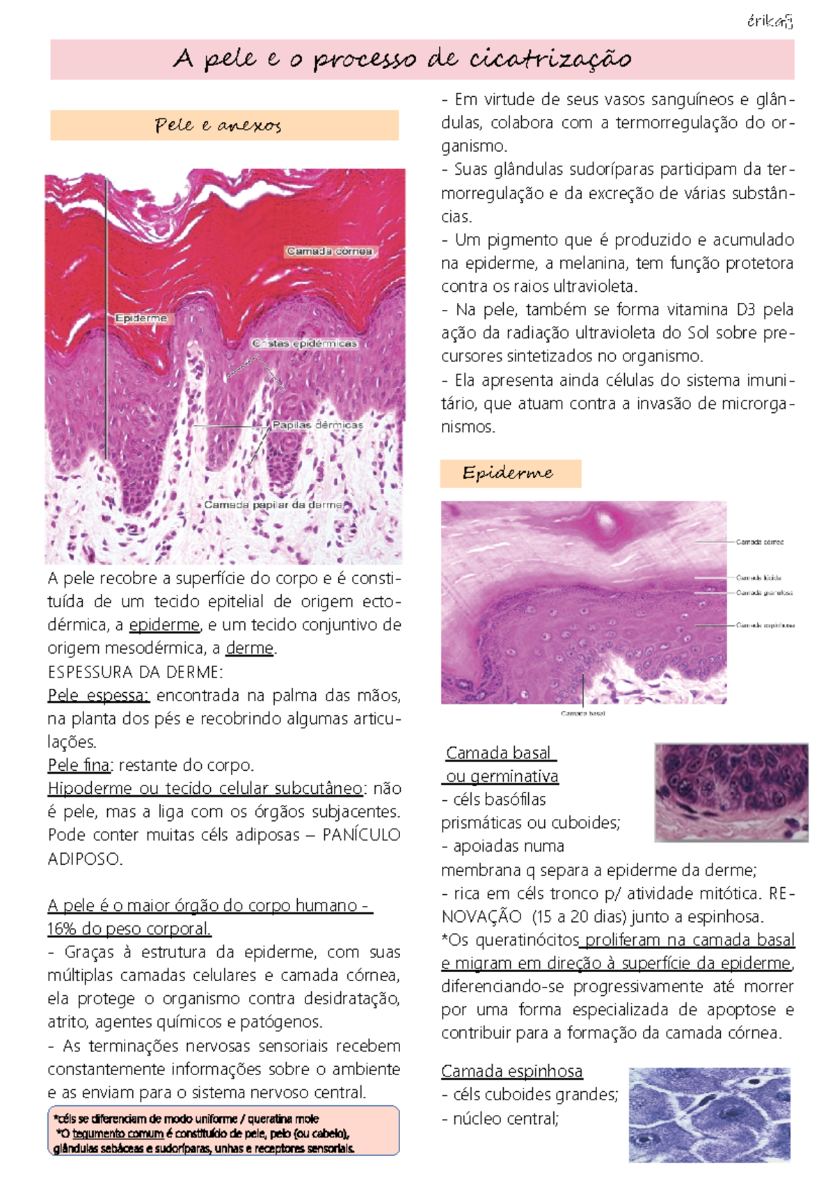 Apg pele - Resumo Junqueira's Basic Histology - Pele e anexos A pele ...
