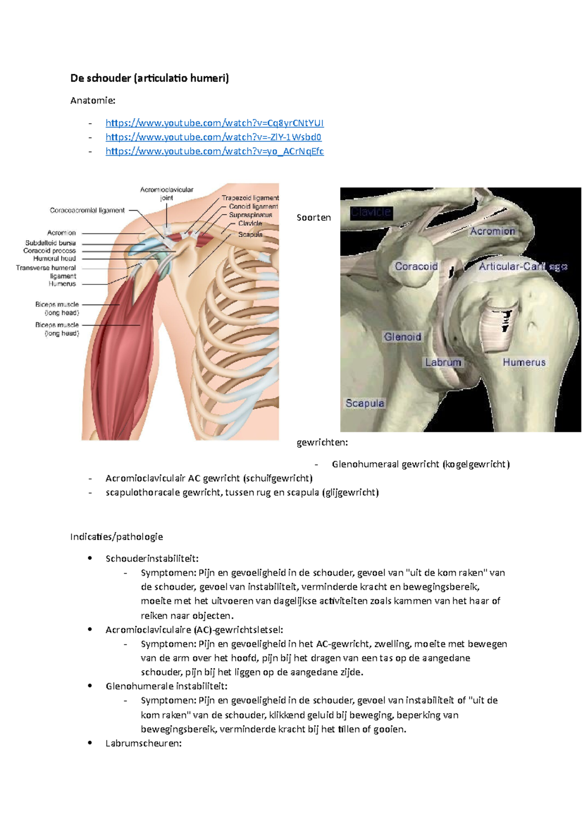 Fotobespreking schouder - De schouder (articulatio humeri) Anatomie ...