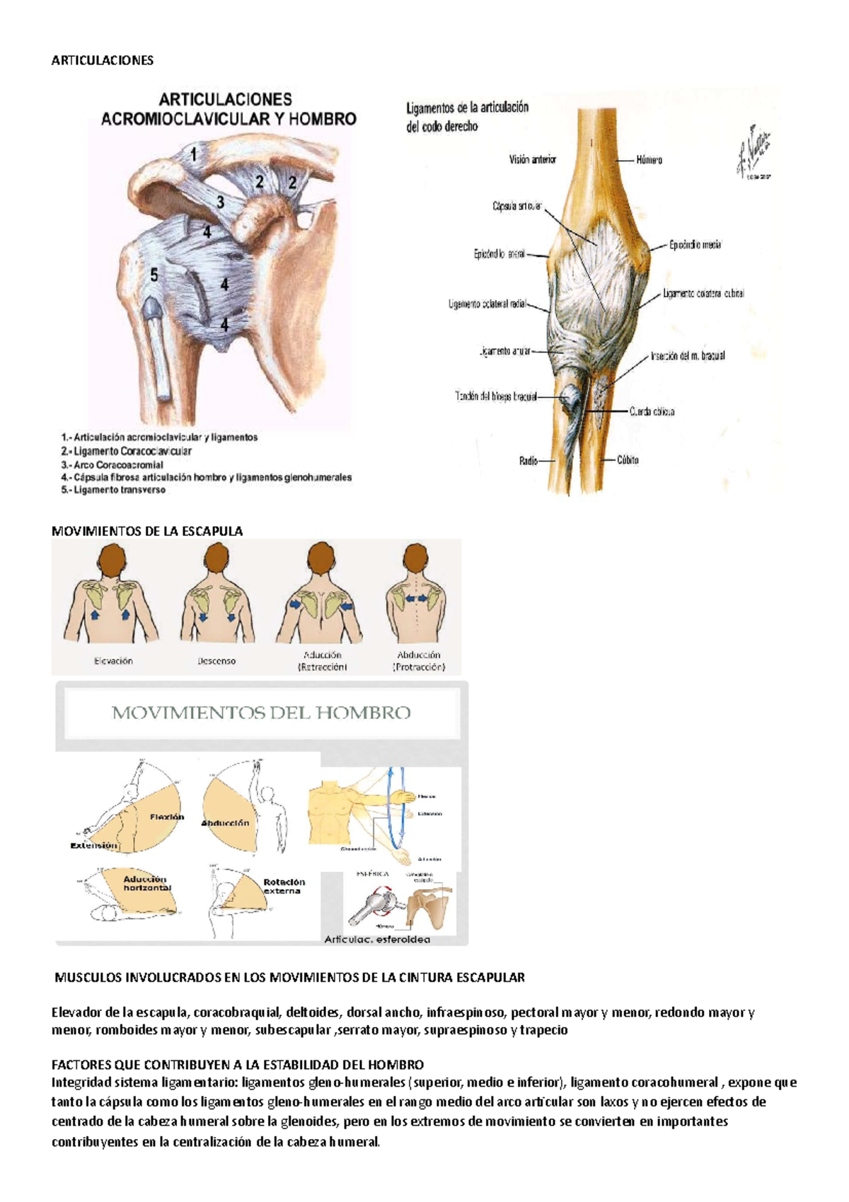 Trabajo Practico 2 - informacion sobre anatomia de la cintura pectoral ...