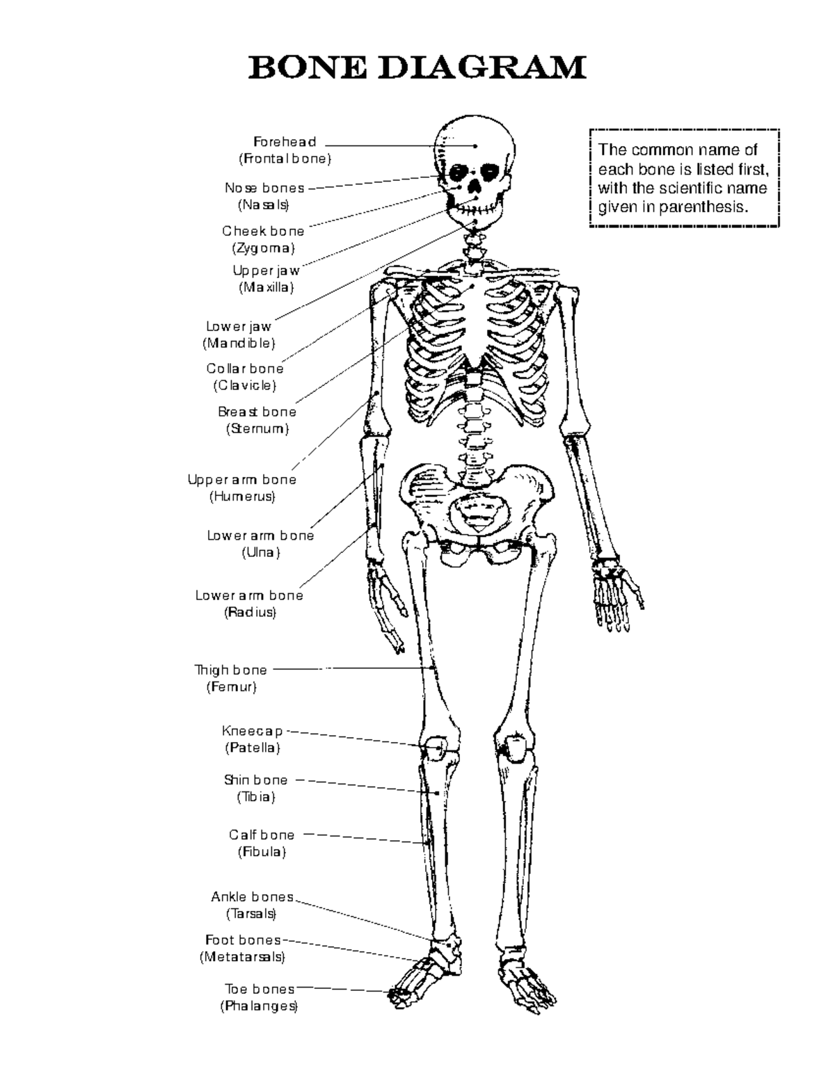 Bone Diagrams pdf - Bone Diagram Fo re he a d (Fro nta l b o ne ) No se ...