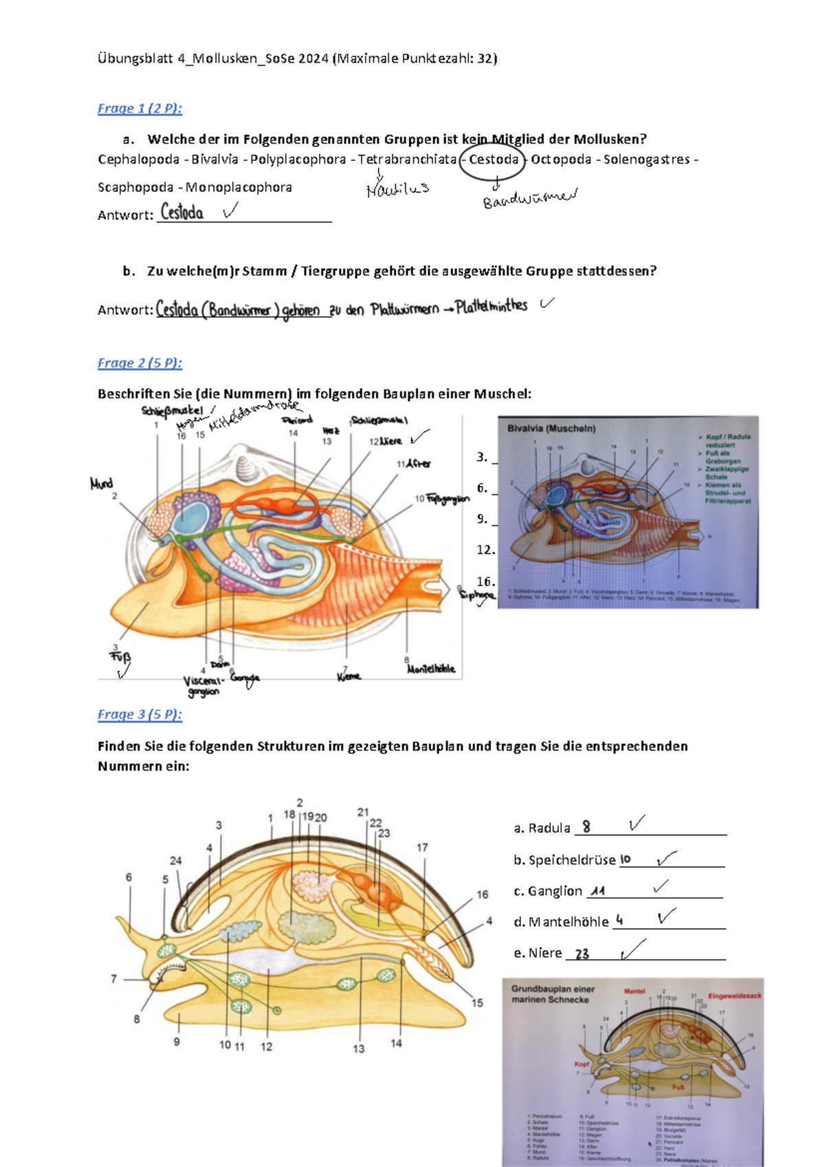Ã bungsblatt 04 Mollusken Modul 3 2024 240521 152532 - Übungsblatt 4 _Mollusken_SoSe 2024 ...