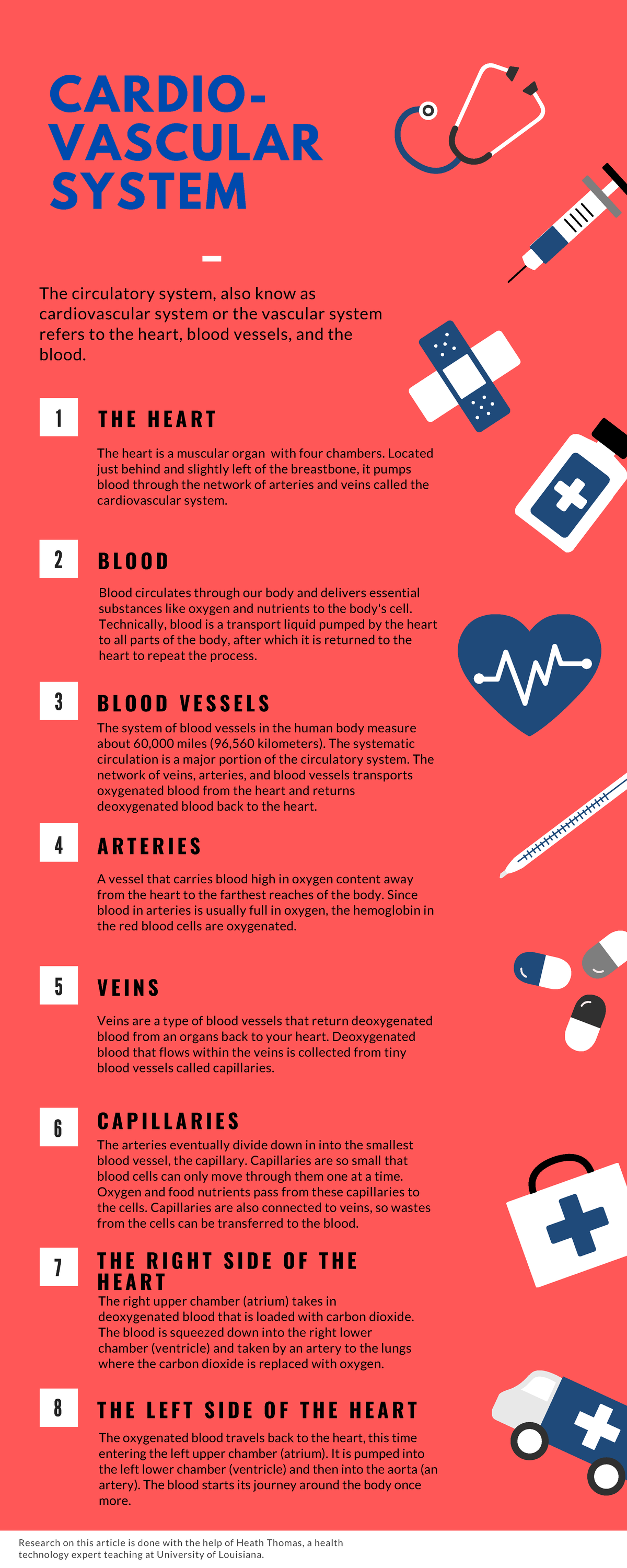 Cardiovascular System - 1 T H E H E A R T The heart is a muscular organ ...