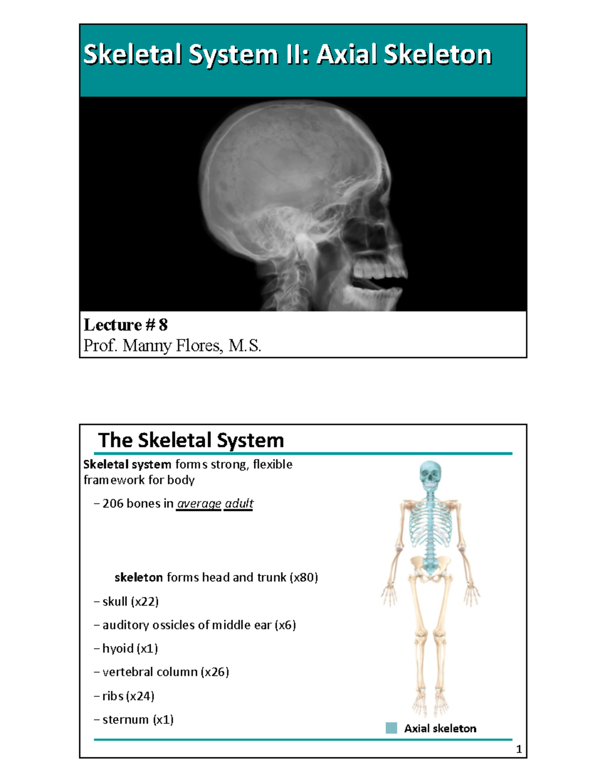 Lecture 08 - Axial Skeleton - 0 Skeletal System II: Axial Skeleton ...