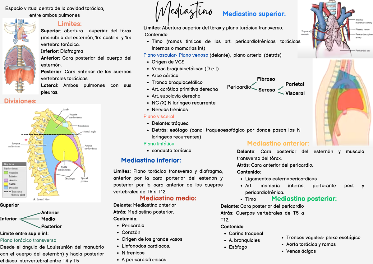 Mediastino - Superior Inferior Anterior Medio Posterior Mediastino ...