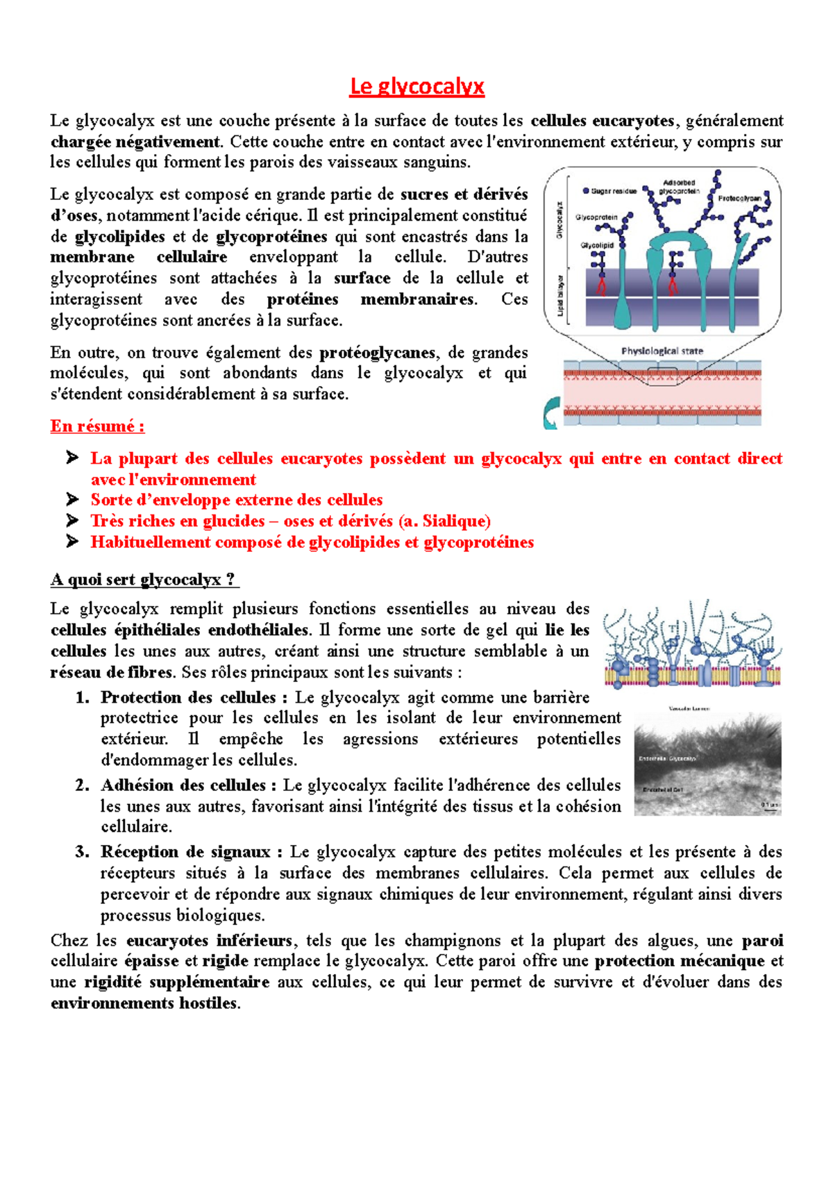 Le Glycocalyx Structure - Le glycocalyx Le glycocalyx est une couche ...