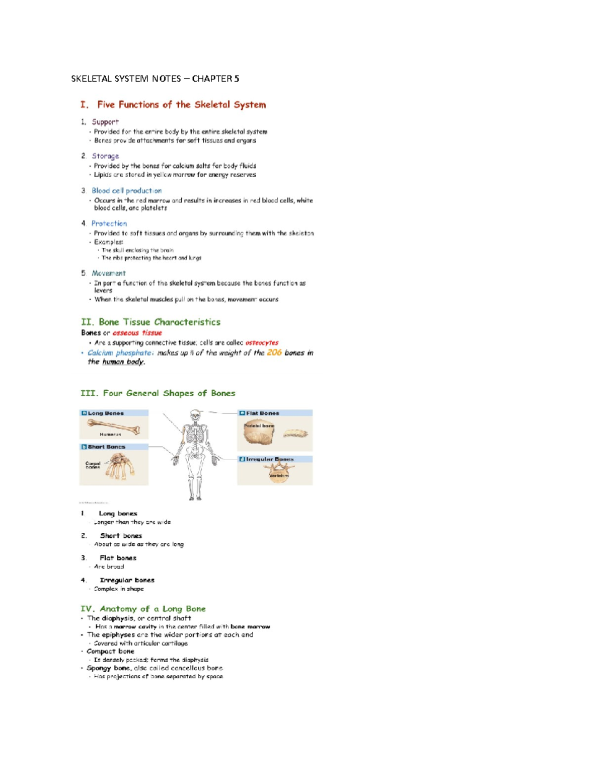 Chapter 5 Notes: Skeletal System - Biol 132 - SKELETAL SYSTEM NOTES ...
