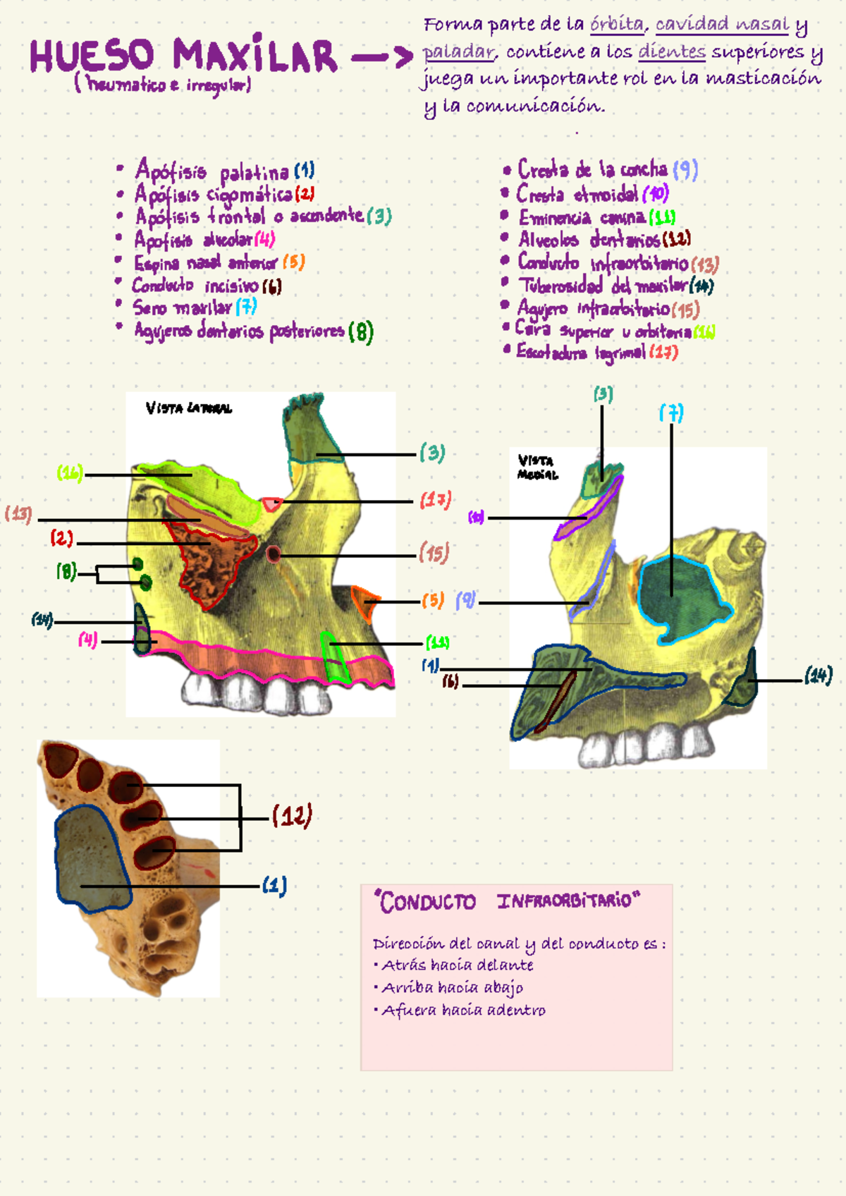 Hueso maxilar, nasal y mandibula - Forma parte de la órbita, cavidad ...