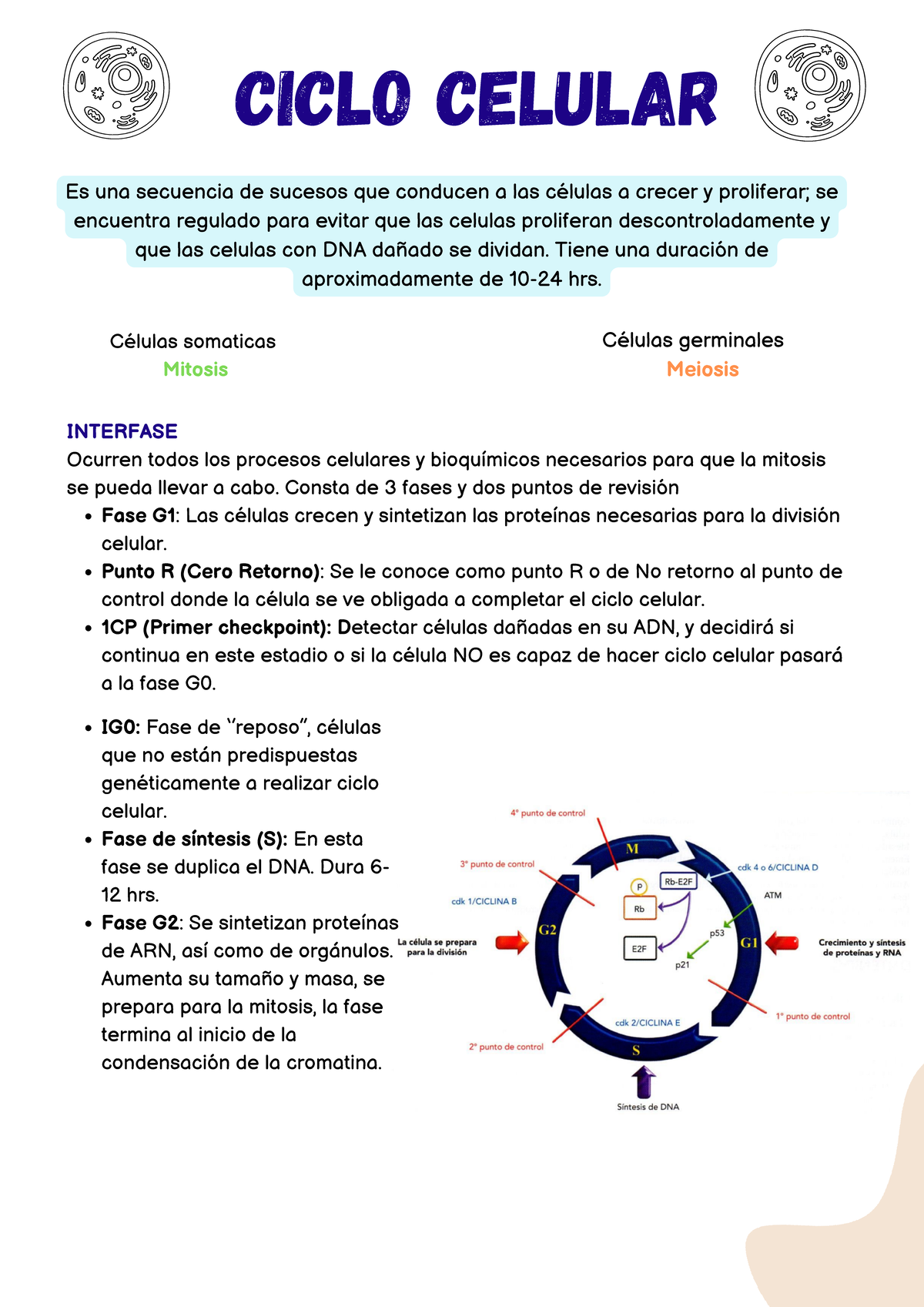 Ciclo Celular - Resumen Langman. Embriologia Medica - INTERFASE Ocurren ...
