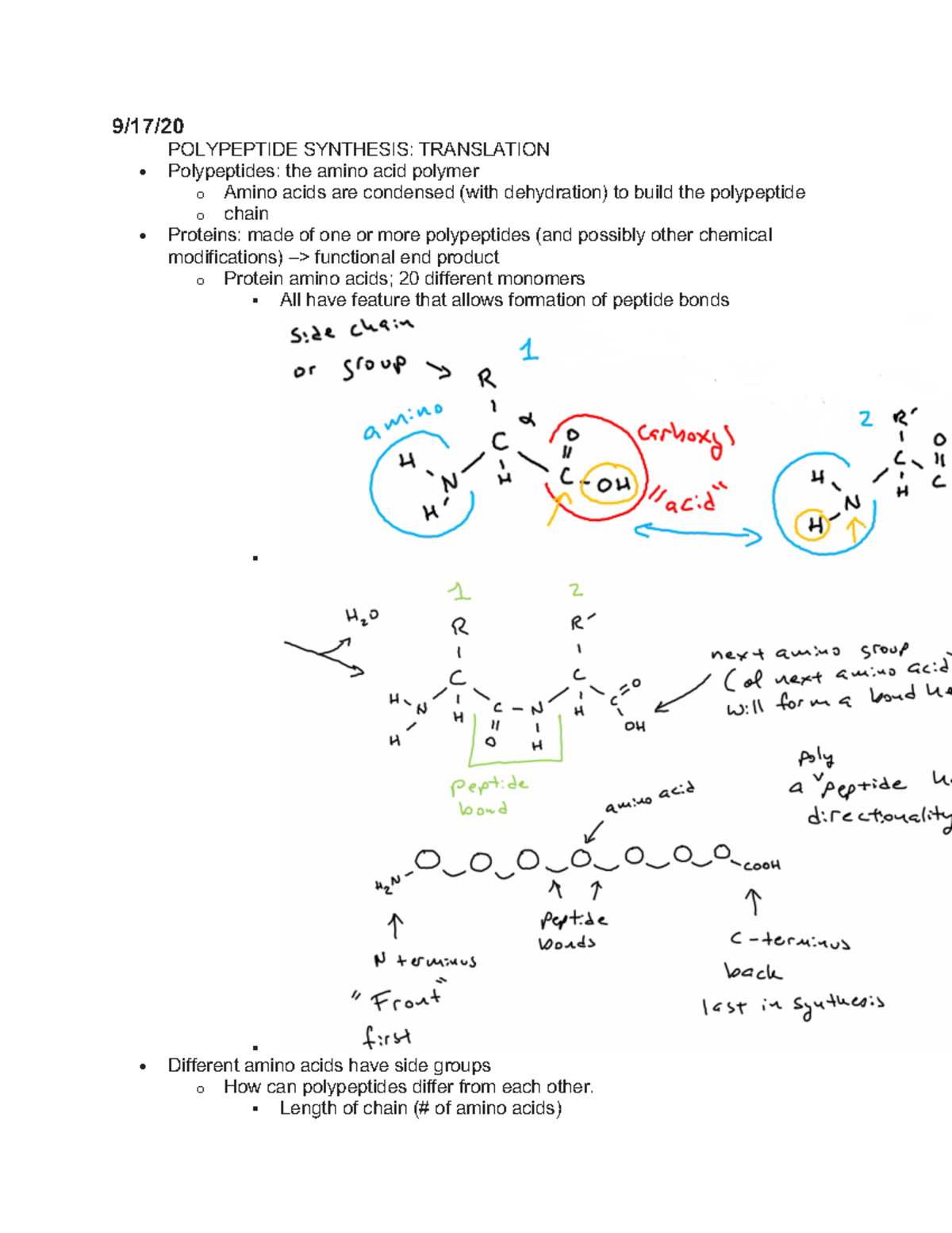 BIO Lecture 8 - 9/17/2 0 POLYPEPTIDE SYNTHESIS: TRANSLATION ...