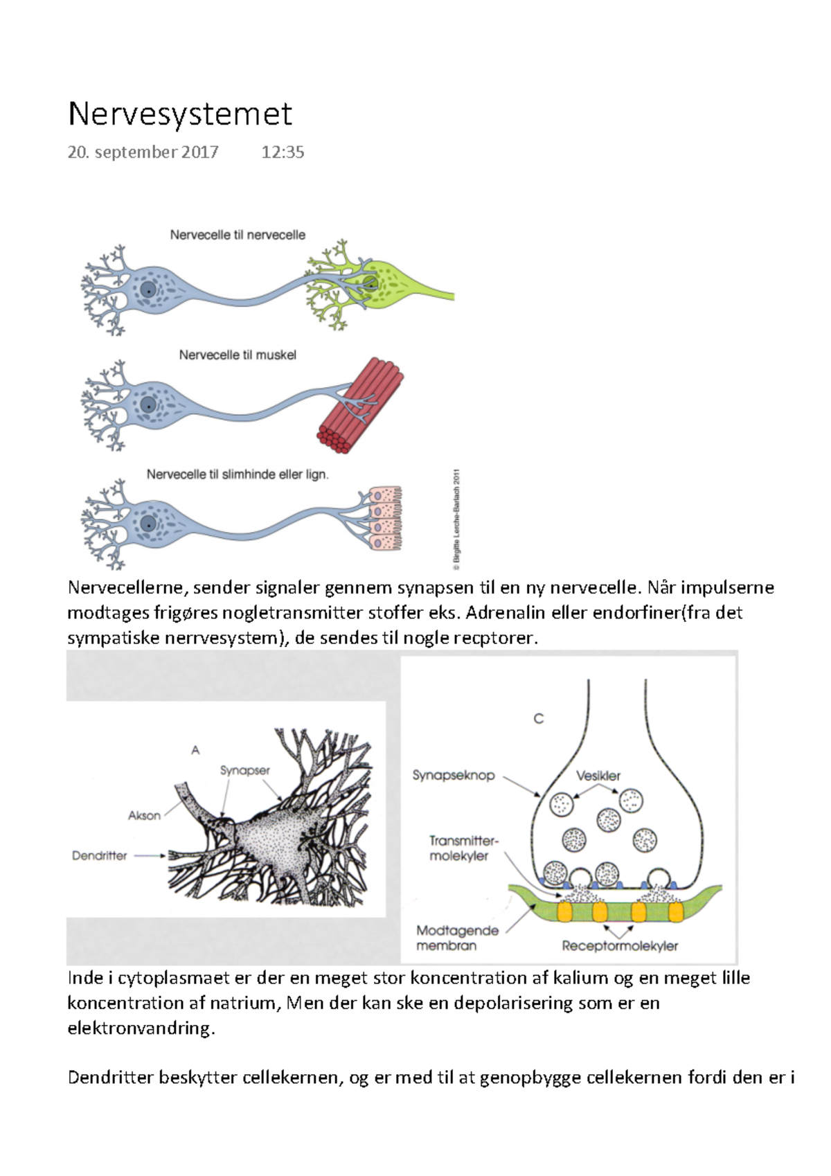 Nervesystemet - Nervecellerne, sender signaler gennem synapsen til en ...