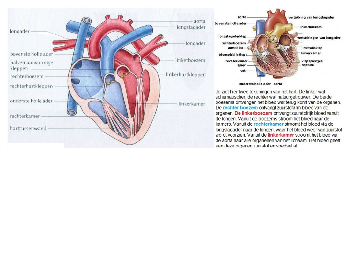 Bouw hart - bouw hart - Orgaanbiologie - Studocu