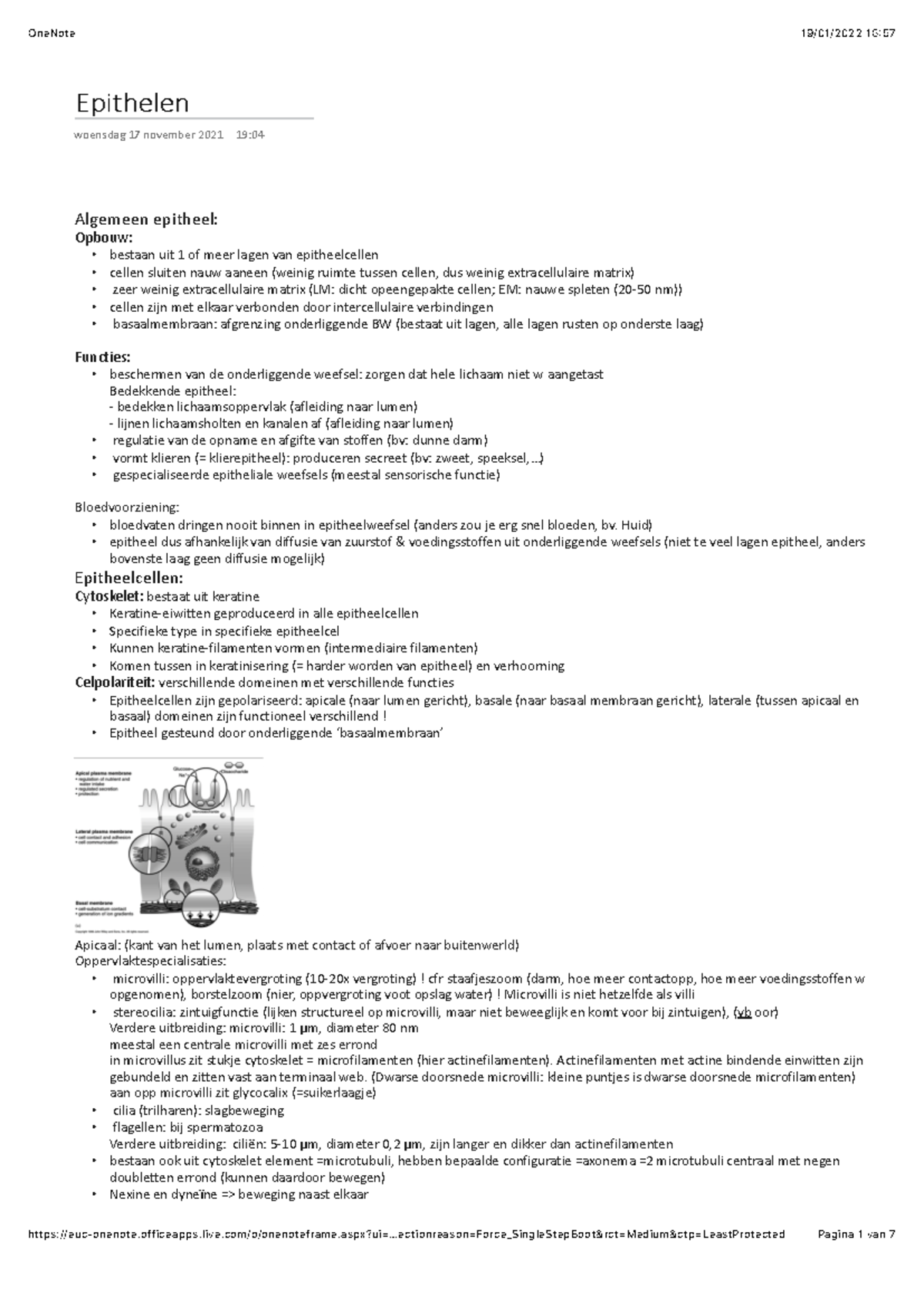 Epithelen - samenvatting epitheel cellen en weefsels, lessen en cursus ...